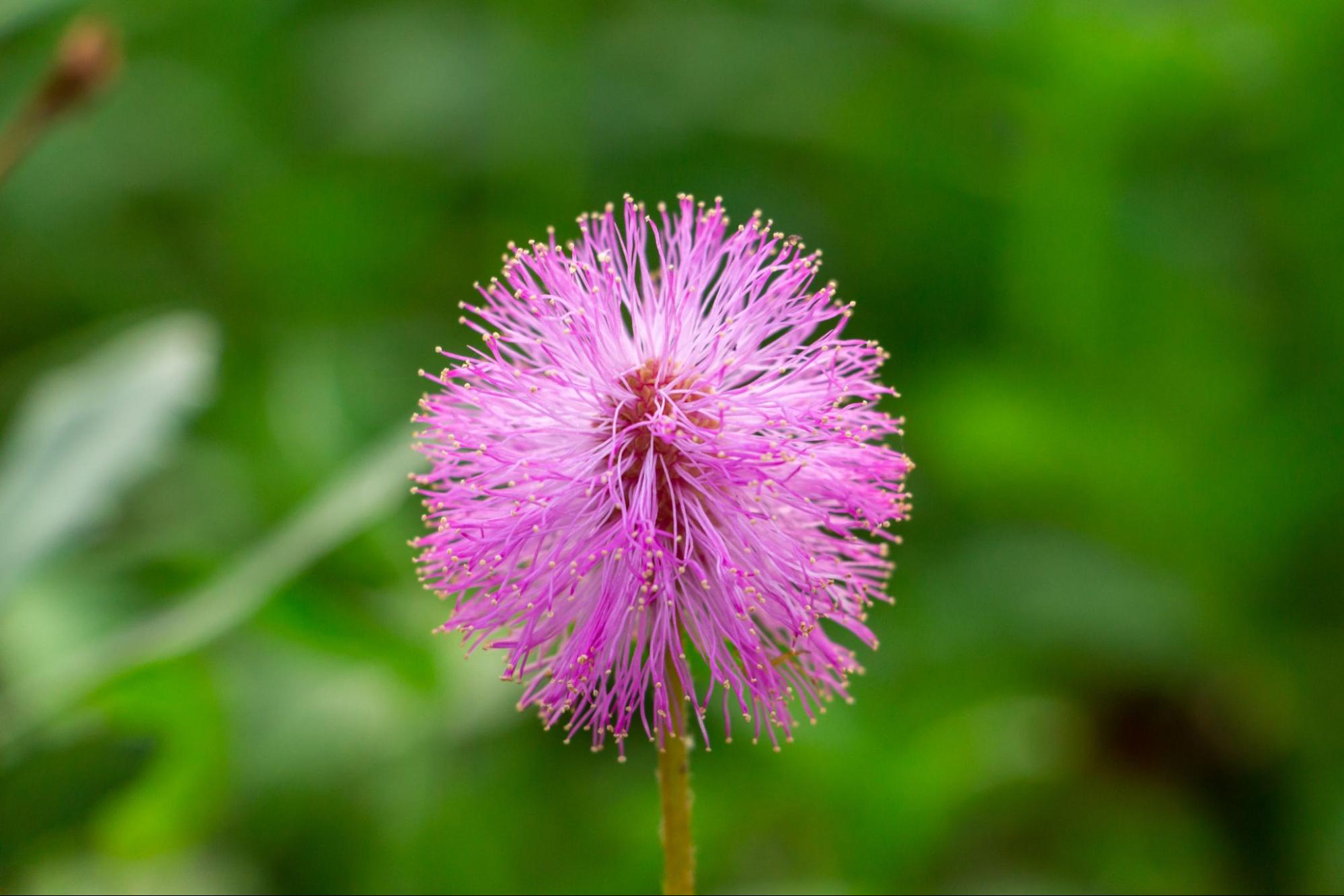 The Top 10 Native Plants to Grow in Jacksonville - Skinner Lawn Services