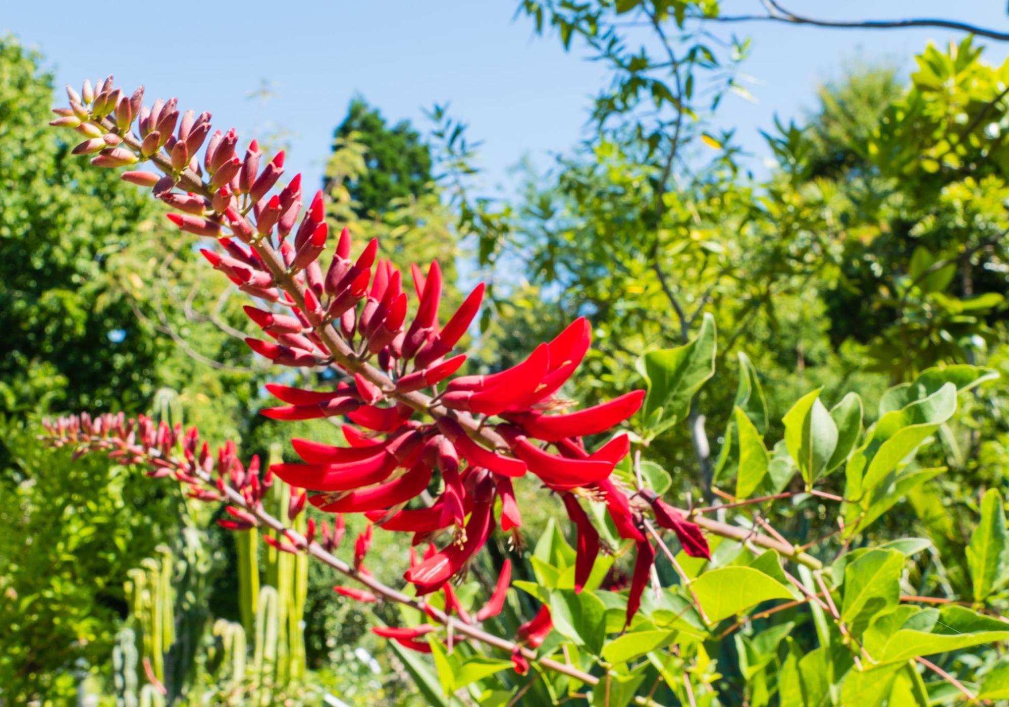 The Top 10 Native Plants to Grow in Northeast Florida - Skinner Lawns