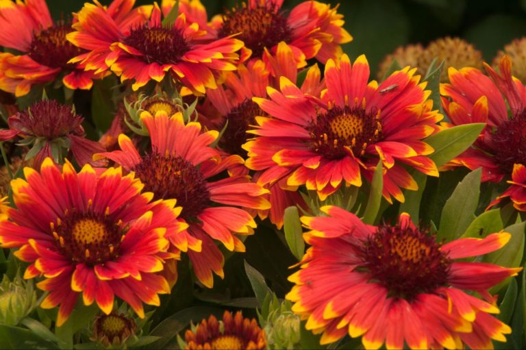 The Top 10 Native Plants to Grow in Northeast Florida - Skinner Lawns