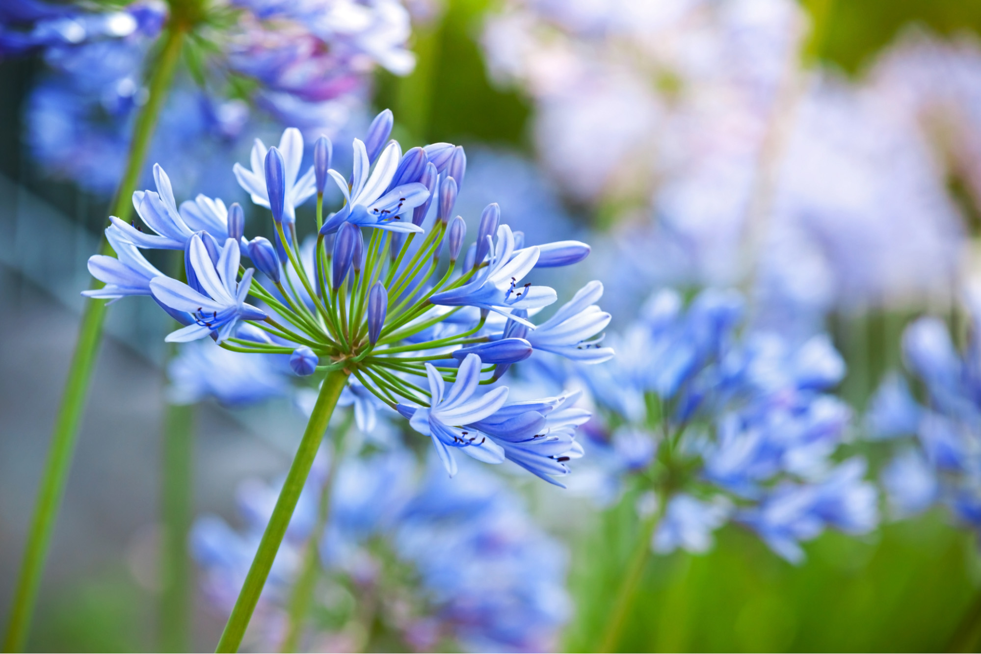 The Most Sophisticated Plants for Your Florida Lawn - Skinner Lawns