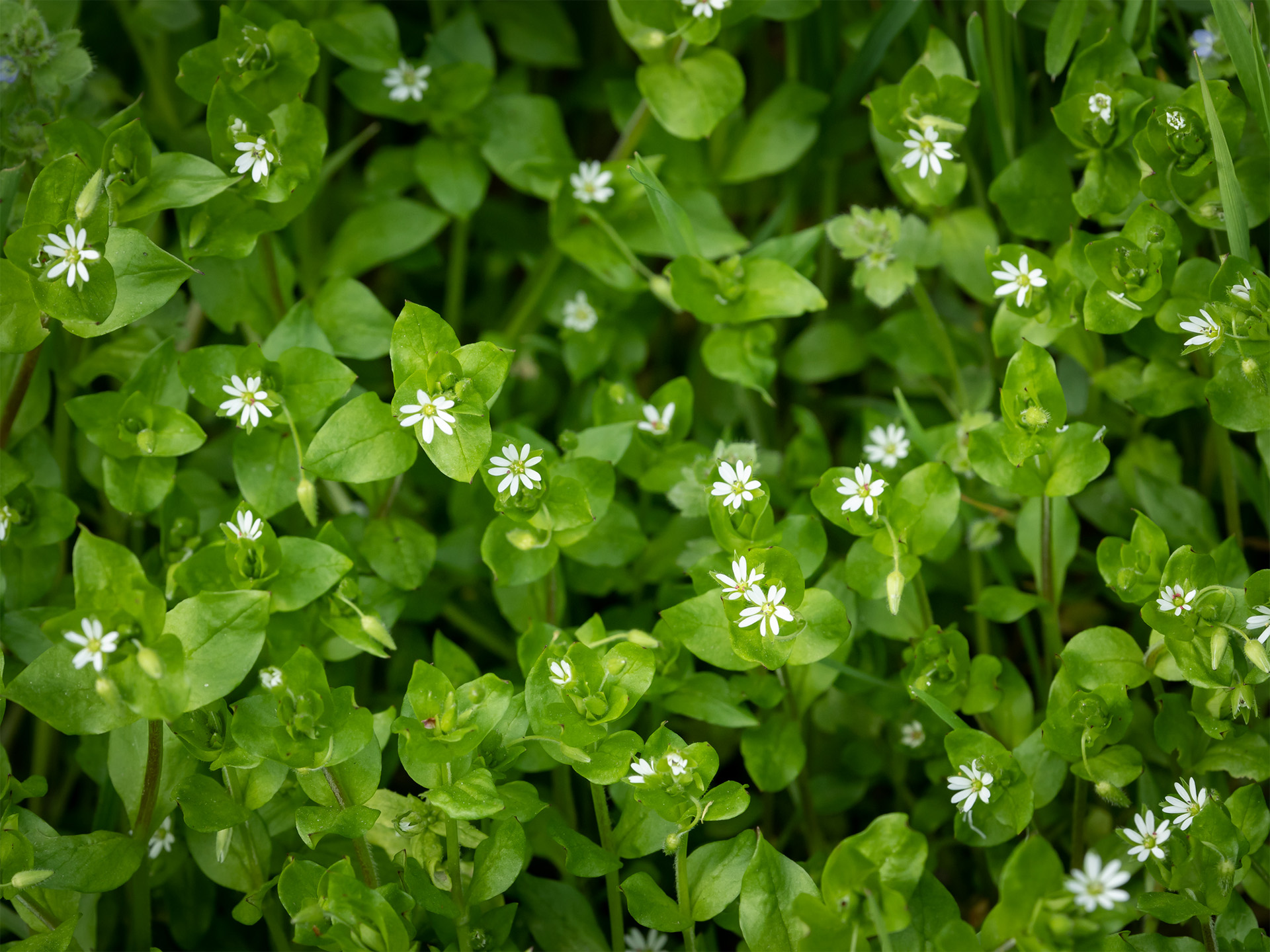 Lawn Weed Guide: Identifying Common Weeds in Your Lawn - Skinner Lawn ...