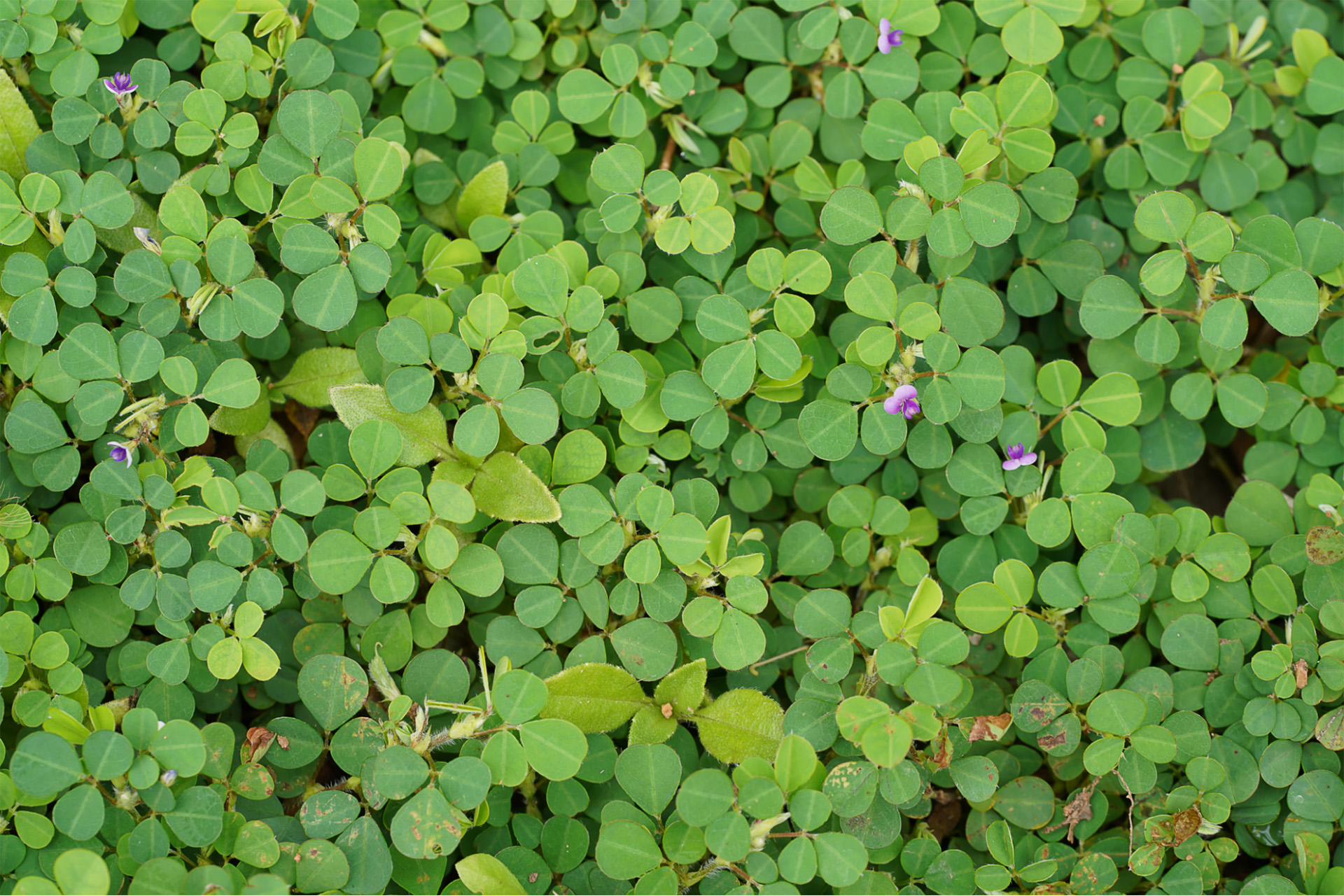 Lawn Weed Guide: Identifying Common Weeds in Your Lawn - Skinner Lawns