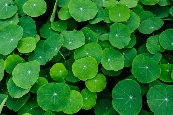 Lawn Weed Guide: Identifying Common Weeds in Your Lawn - Skinner Lawns